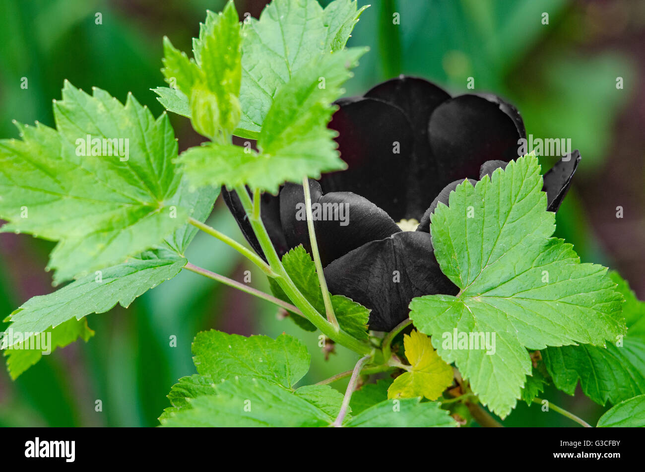 Tulipe noire Banque de photographies et d’images à haute résolution - Alamy