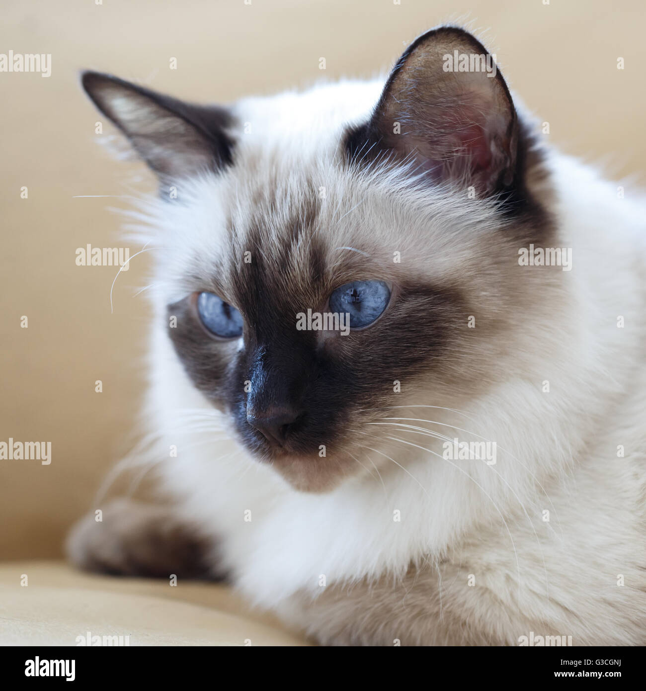 Chat aux yeux bleus Banque de photographies et d’images à haute ...