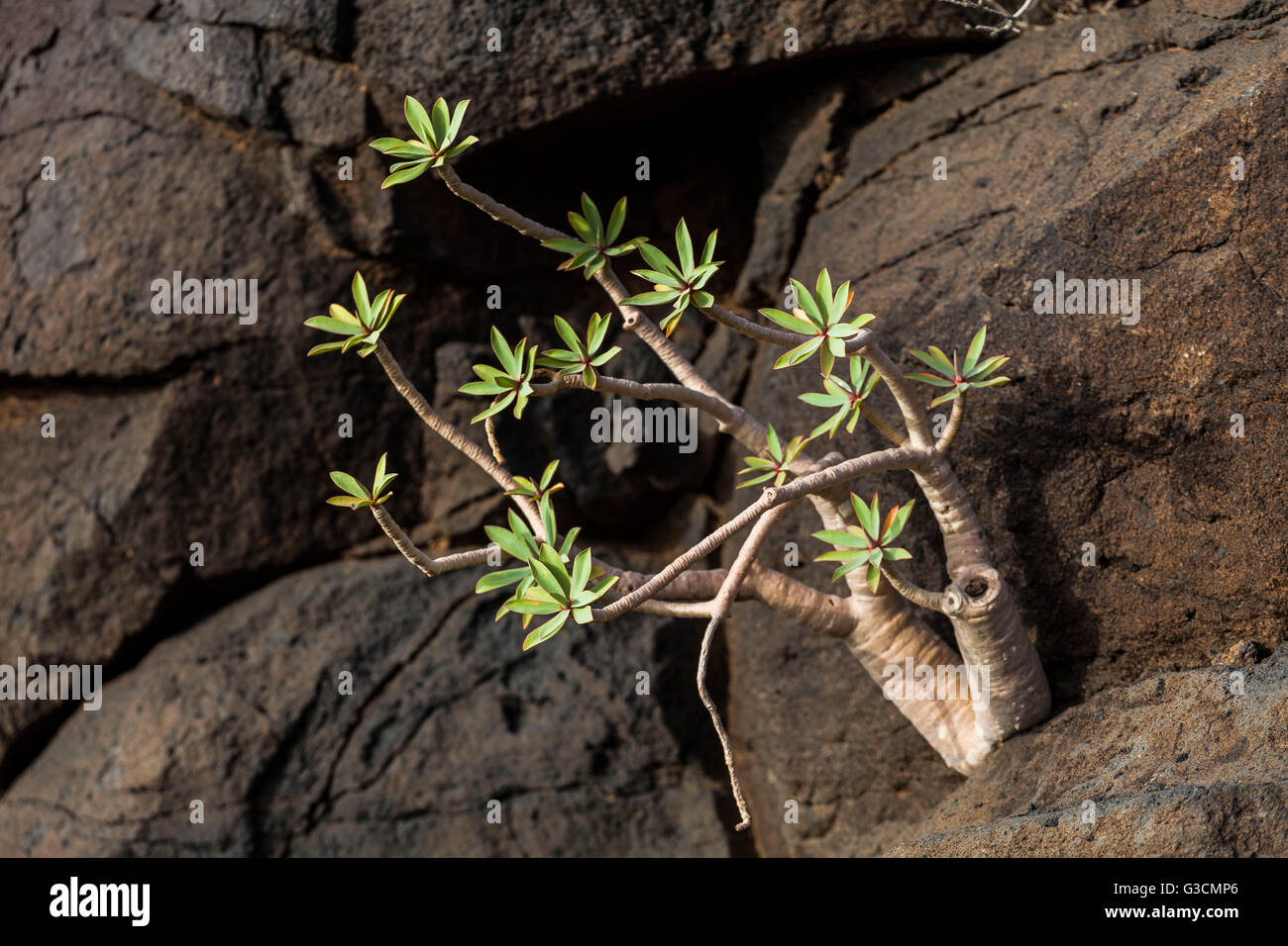 Plante Sur Pierre De Lave