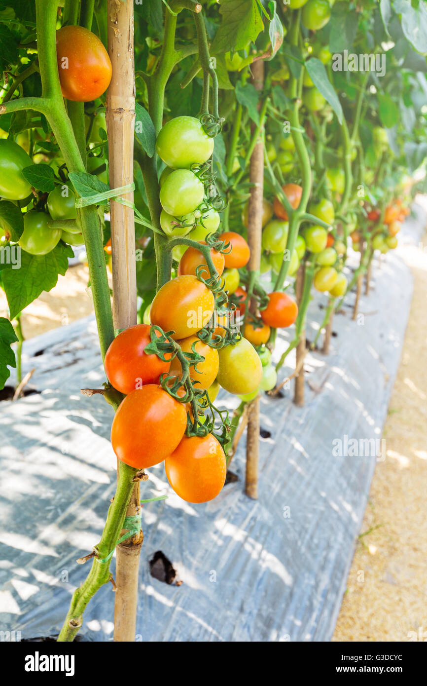 Champ de tomates Banque de photographies et d’images à haute résolution ...