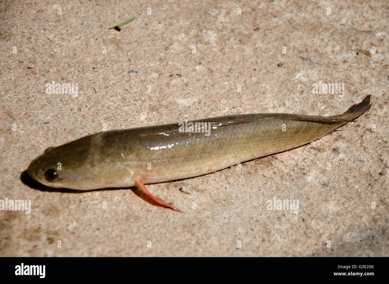 Common snakehead Banque de photographies et d’images à haute résolution ...