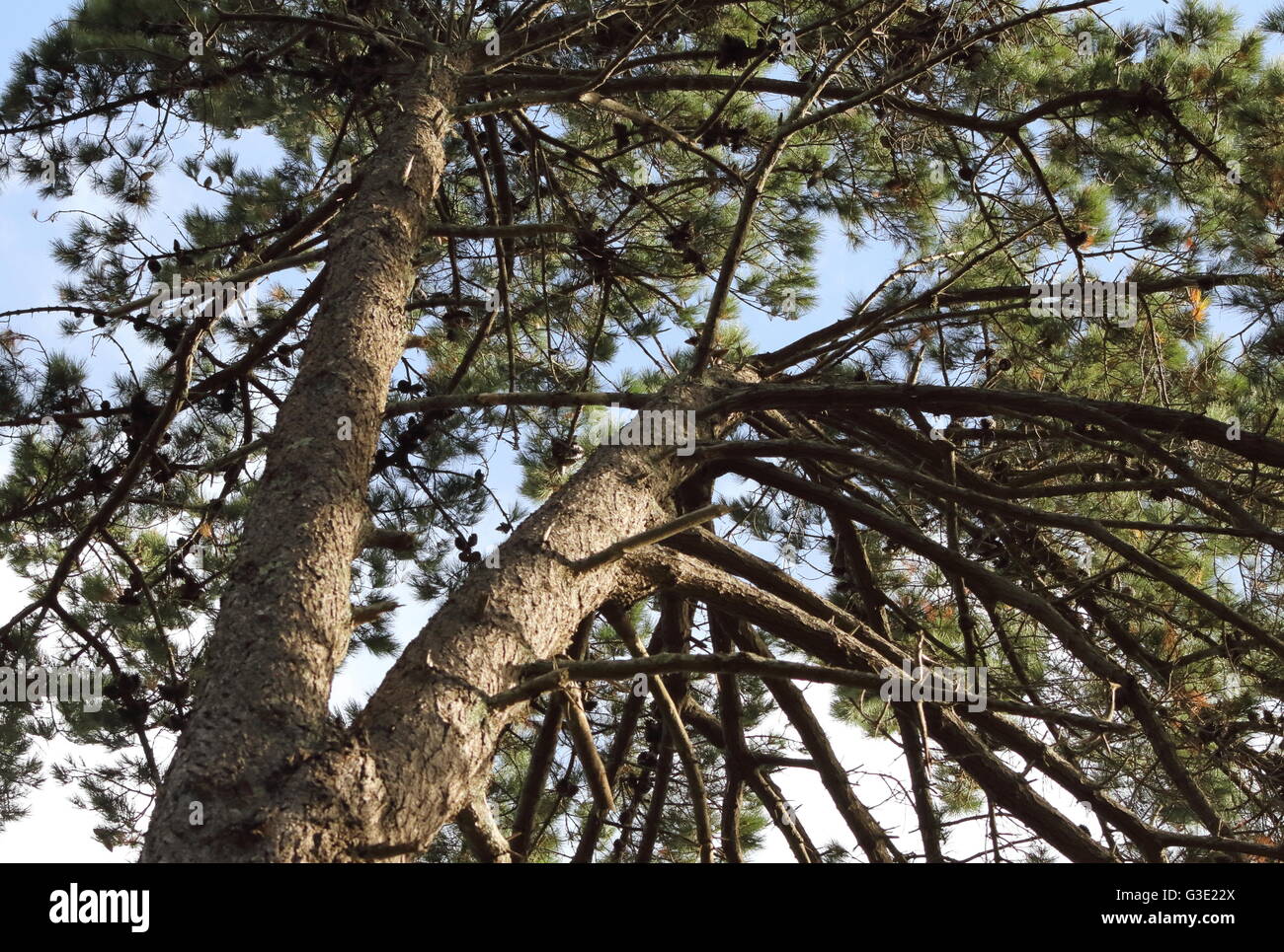 Arbre de ramification Banque de photographies et d’images à haute ...