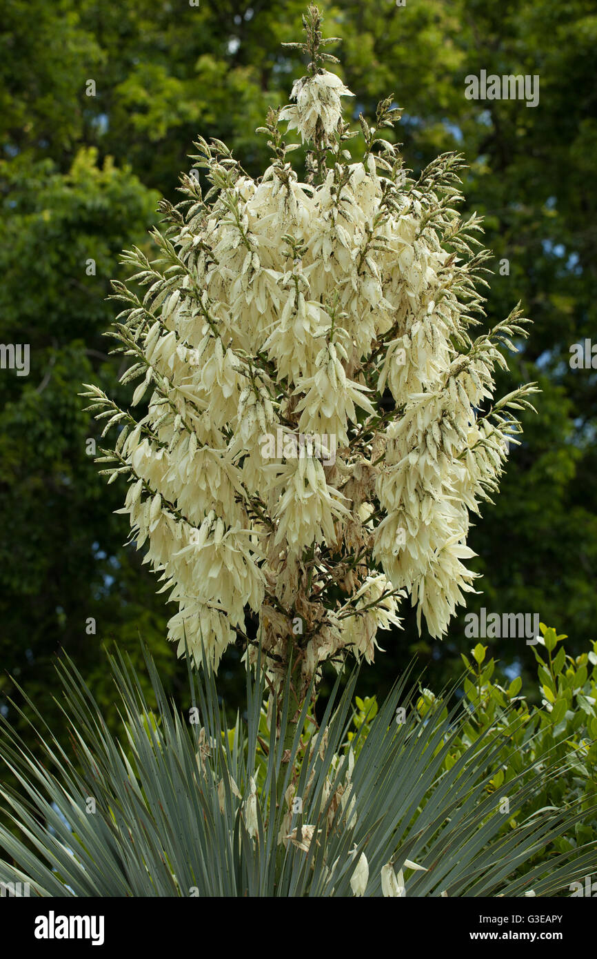 Yucca rostrata Banque de photographies et d’images à haute résolution ...