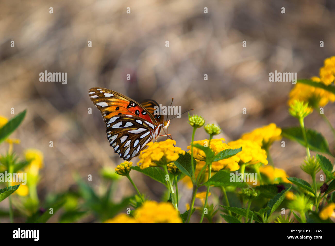Papillon sucer le nectar de la fleur Banque de photographies et d ...