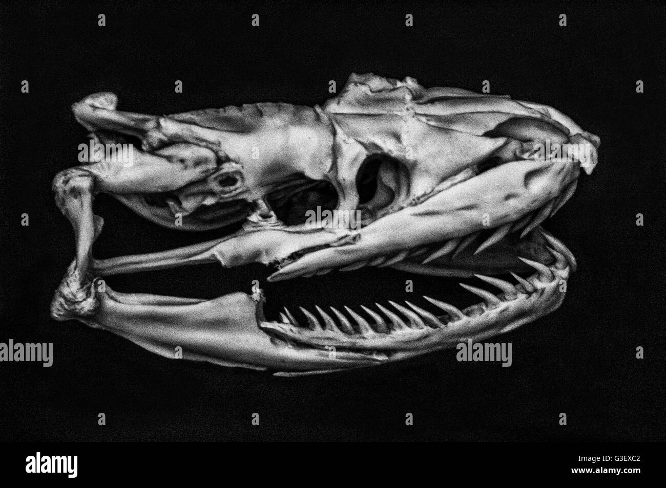 Squelette python Banque d'images noir et blanc - Alamy