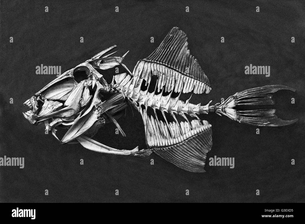 Baliste poisson Banque d'images noir et blanc - Alamy
