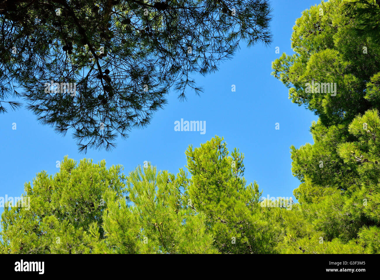 Vue sur la Cime des arbres d'une forêt de pins, l'été, la Couronne ...