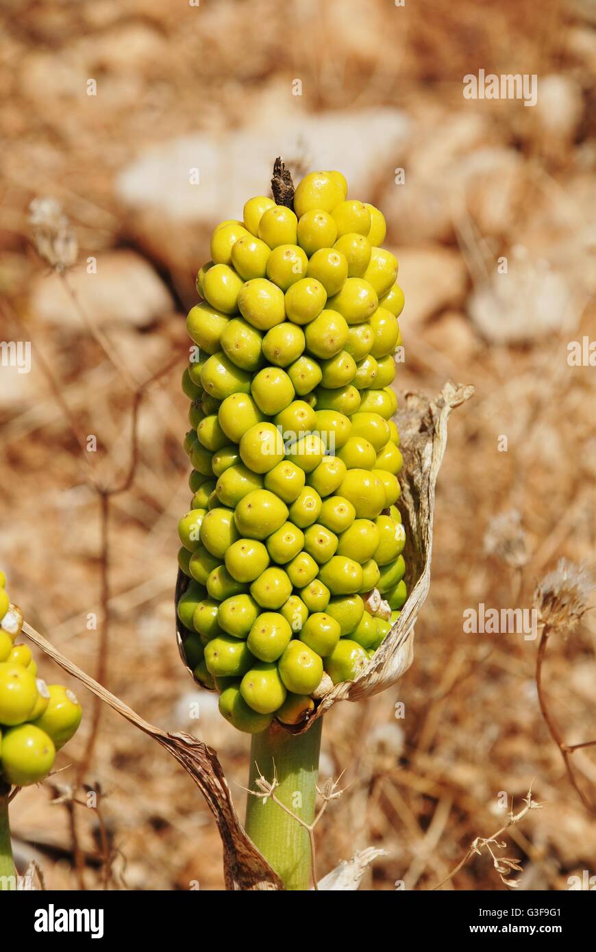 Plante dracunculus vulgaris Banque de photographies et d’images à haute ...