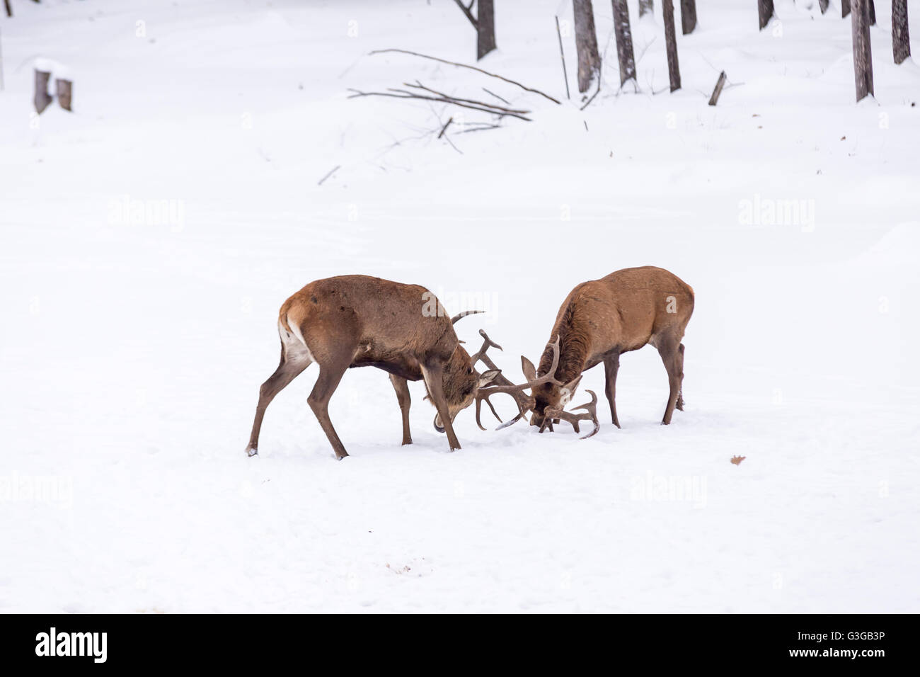 Combat de cerf rouge Banque de photographies et d’images à haute ...