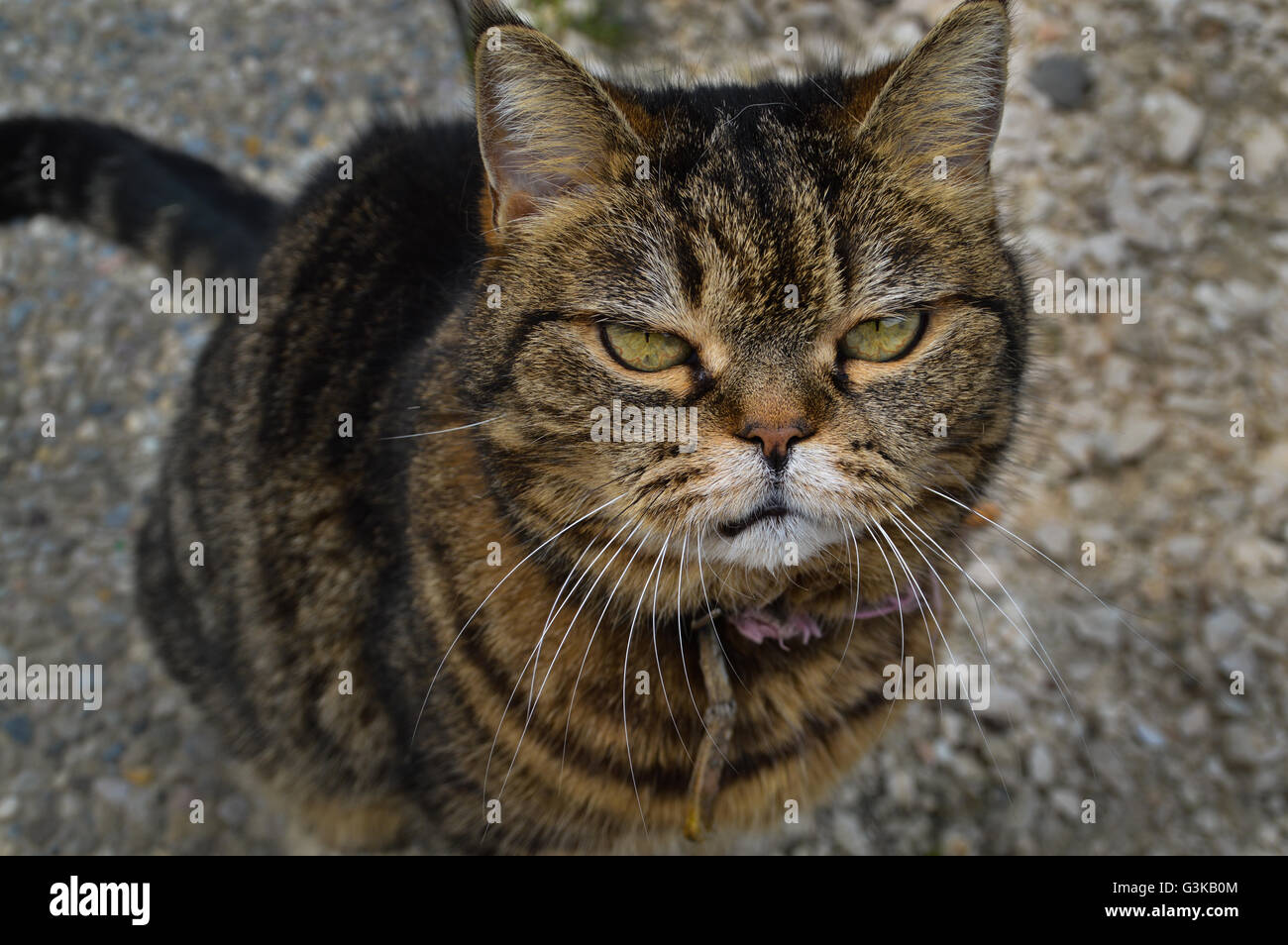 Grumpy animal Banque de photographies et d’images à haute résolution ...