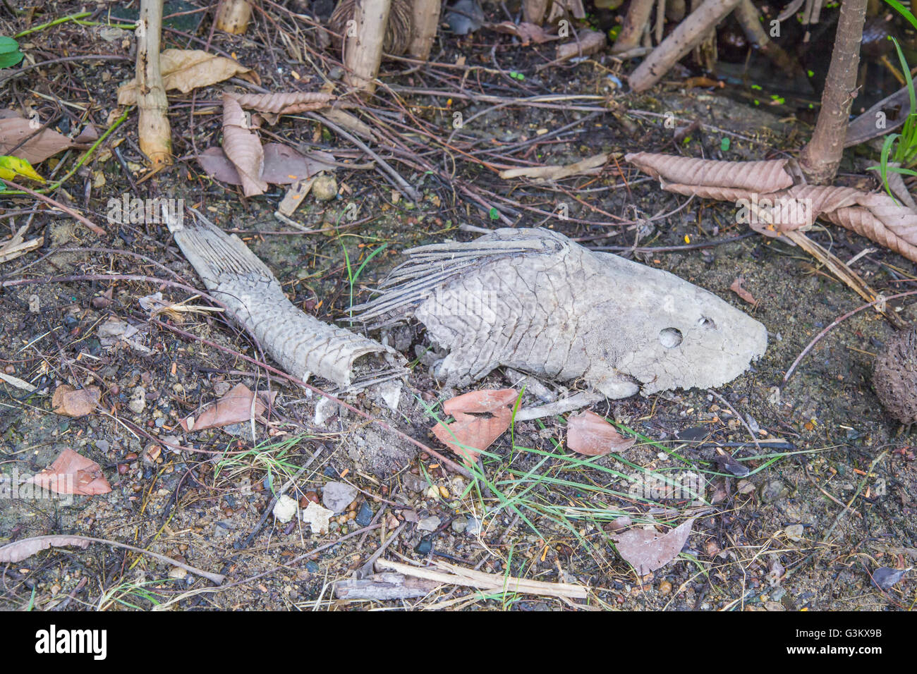 Poissons morts au sol Banque de photographies et d’images à haute ...