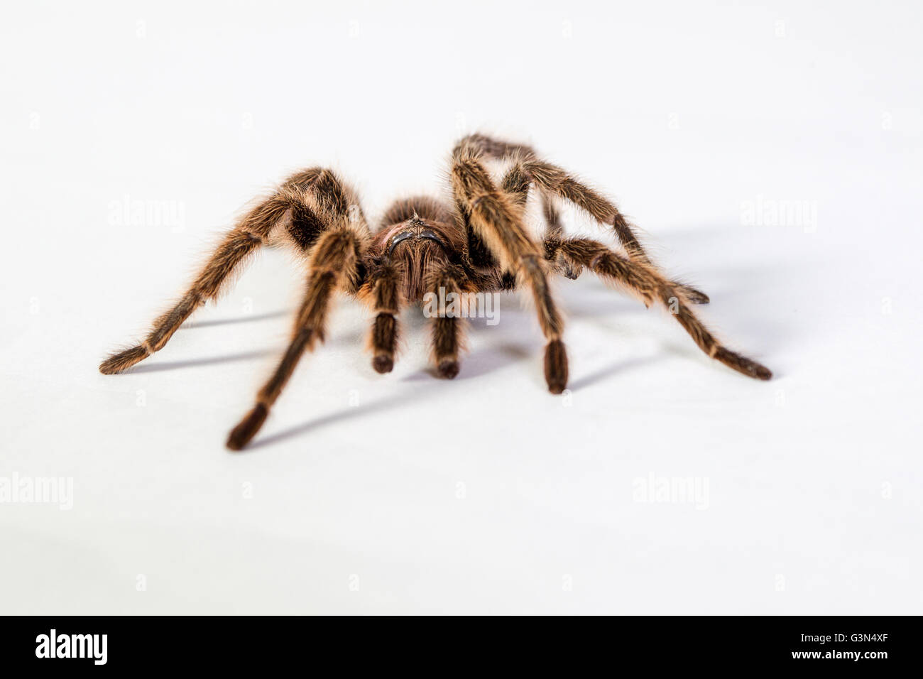 Tarentule mangeuse d'oiseaux Banque de photographies et d’images à ...