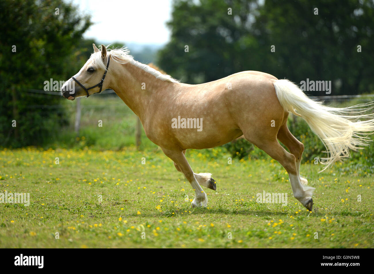 Cheval brun au trot Banque de photographies et d’images à haute ...
