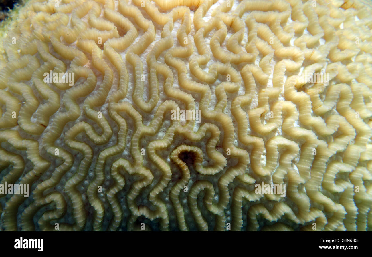 Corail de cerveau blanchi Banque de photographies et d’images à haute ...