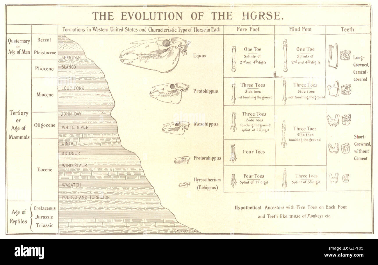 évolution du cheval Banque de photographies et d’images à haute ...