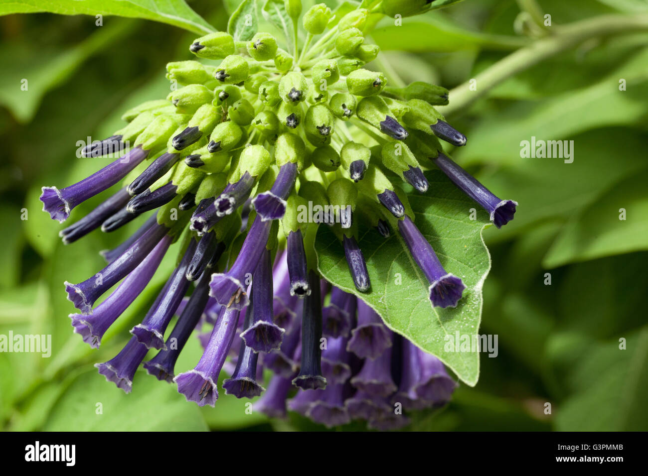 Fleurs en forme de calice Banque de photographies et d’images à haute ...