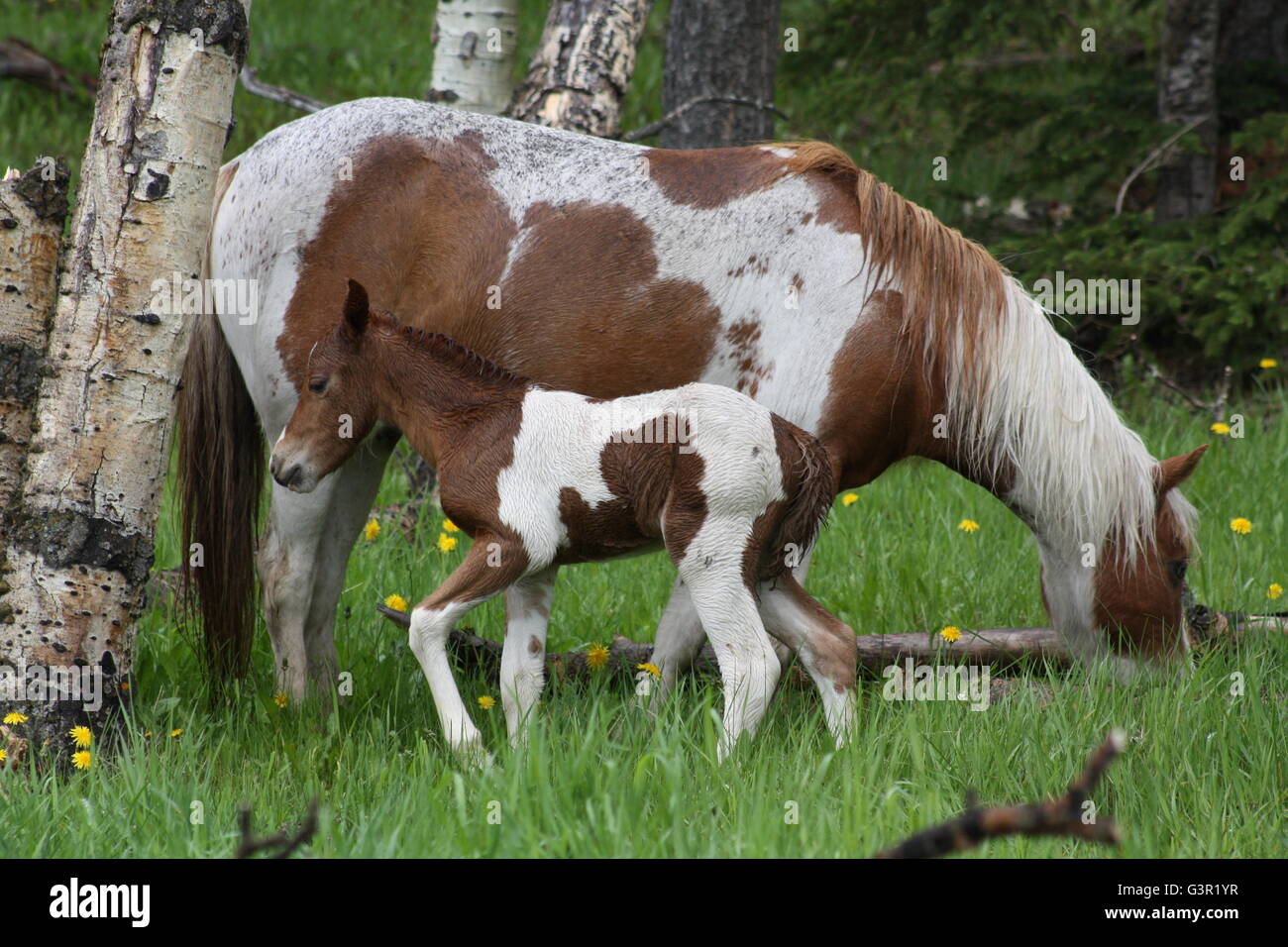 Pinto mare Banque de photographies et d’images à haute résolution - Alamy