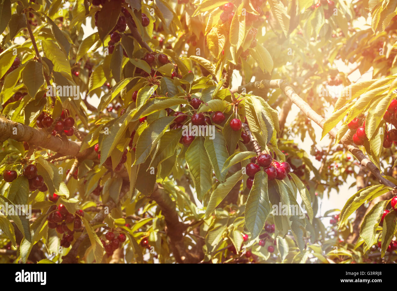 Cerises fruits arbre Banque de photographies et d’images à haute ...