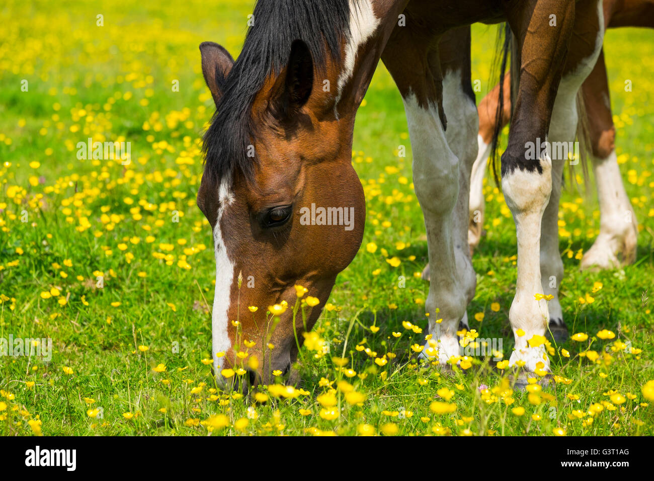 Cheval alezan Banque de photographies et d’images à haute résolution ...