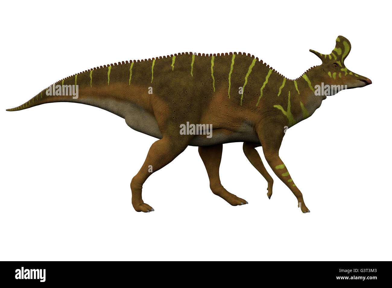 Lambeosaurus hadrosaures était un dinosaure qui vivait en Amérique du ...