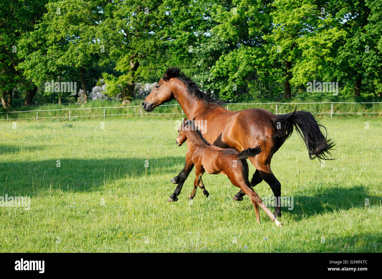 Jument avec son poulain Banque de photographies et d’images à haute résolution - Alamy