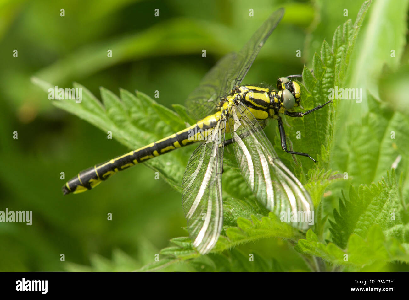 La libellule à queue de club vient d'émerger et se durcissant sur une ...