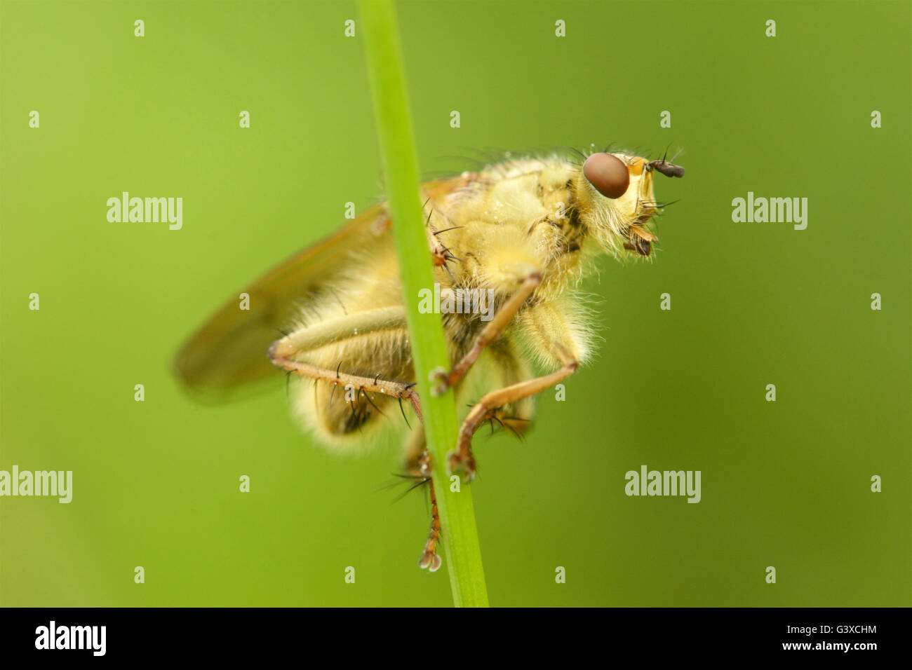 Predatory diptera Banque de photographies et d’images à haute ...