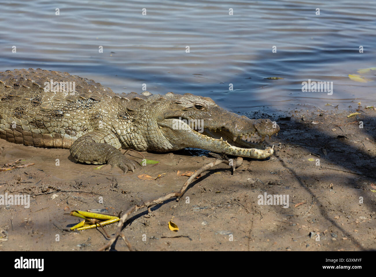 Sacred crocodile in sabou burkina Banque de photographies et d’images à ...