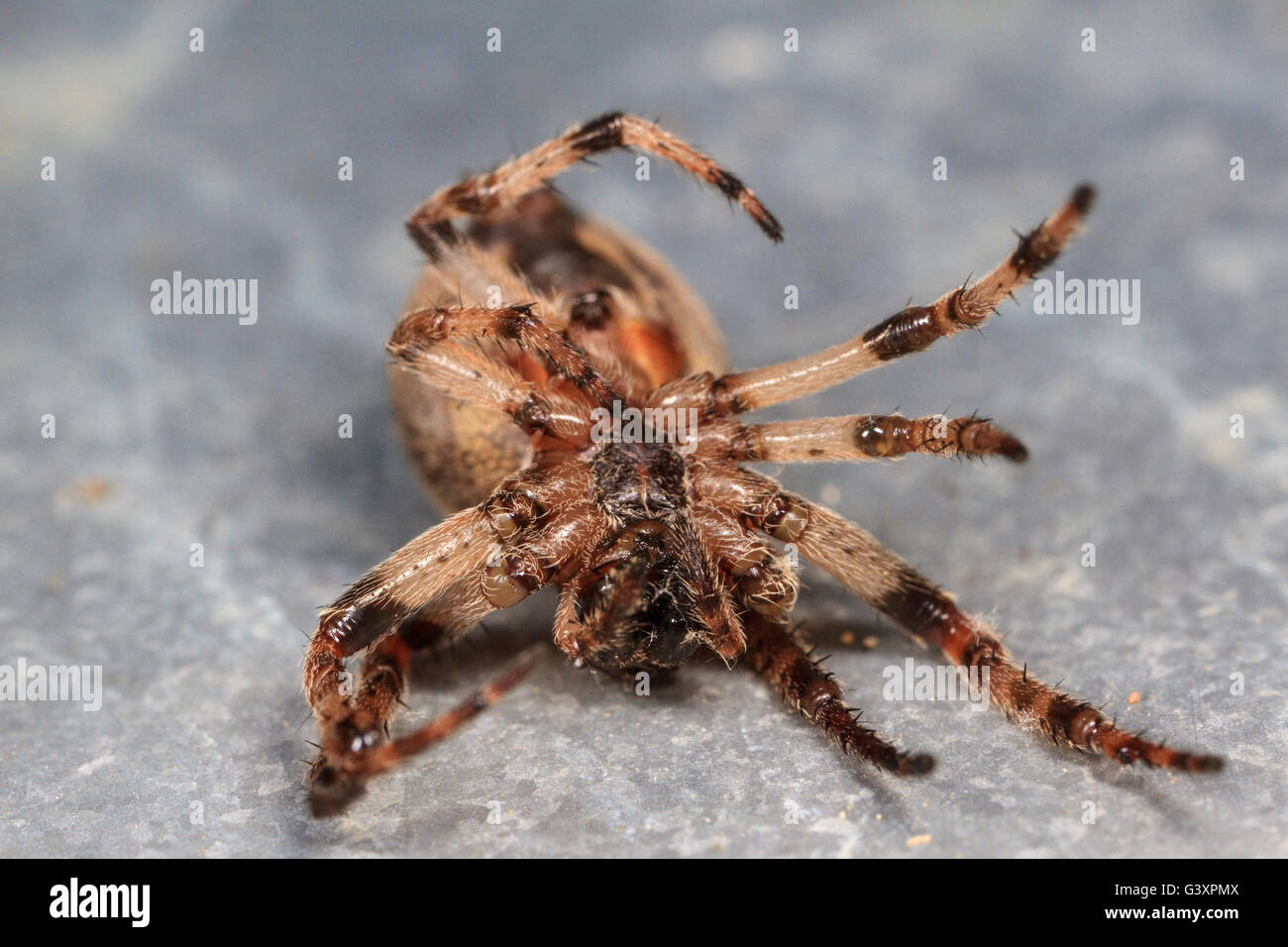 Dead spider Banque de photographies et d’images à haute résolution - Alamy