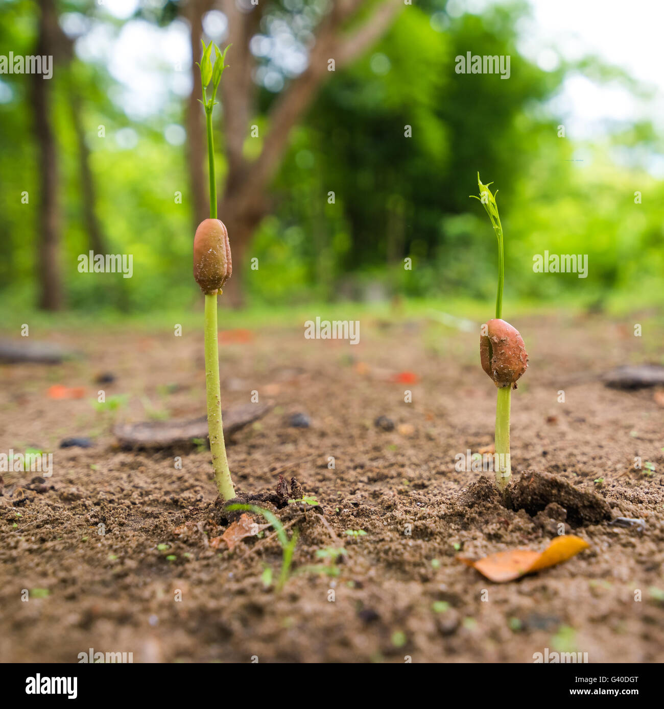 Plant seed Banque de photographies et d’images à haute résolution - Alamy