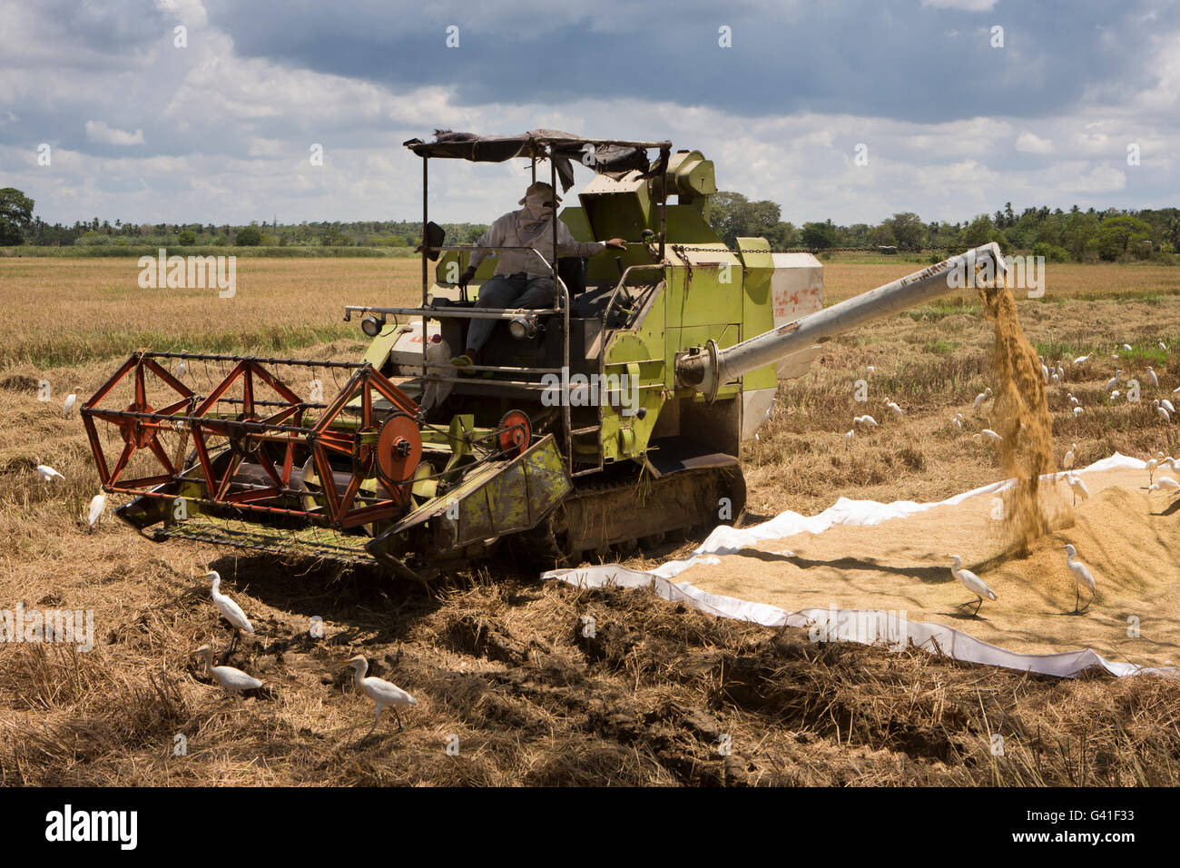 Sri Lanka, Hambantota, Moissonneuse-batteuse Claas récolte la récolte ...