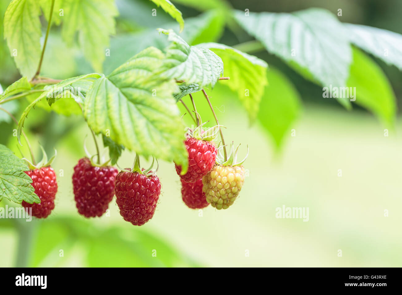Plant de framboise Banque de photographies et d’images à haute ...