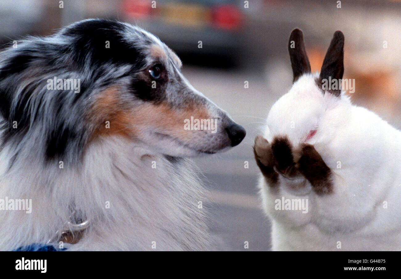 Therapy rabbit Banque de photographies et d’images à haute résolution ...