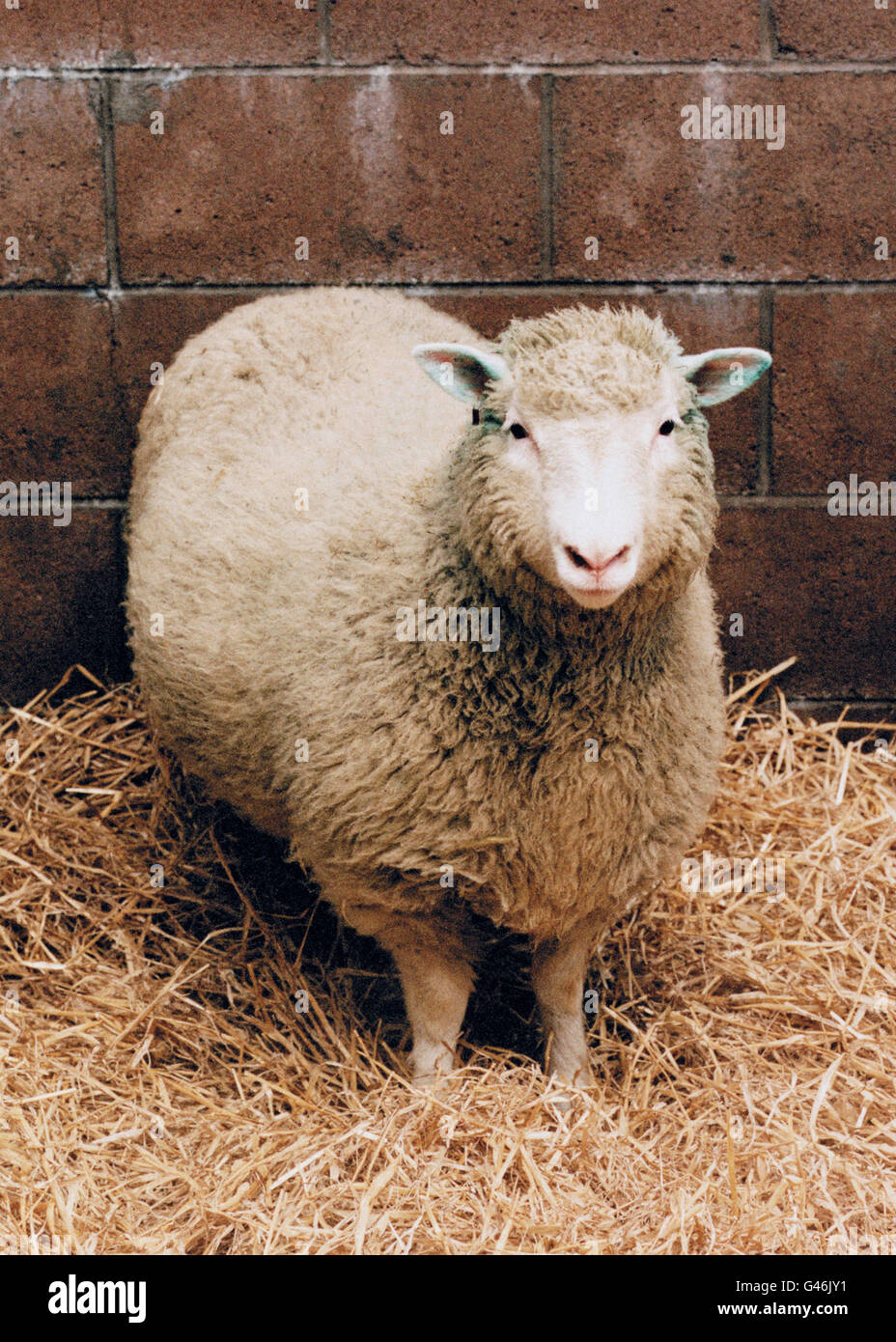 Mouton dolly clone Banque de photographies et d’images à haute ...