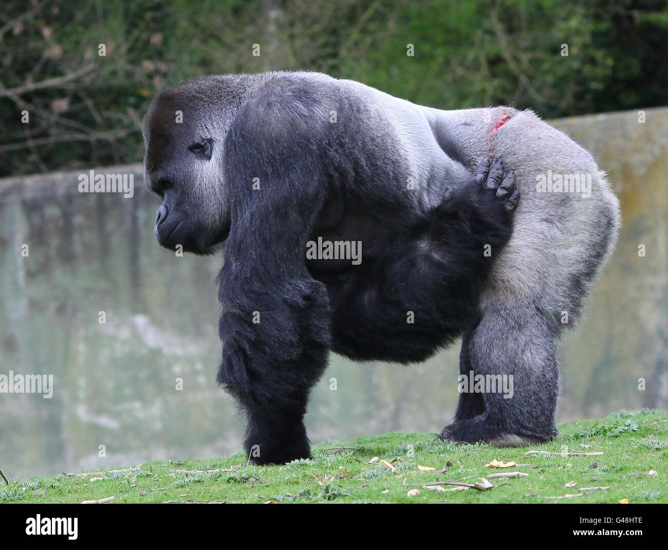 Ambam the gorilla Banque de photographies et d’images à haute ...