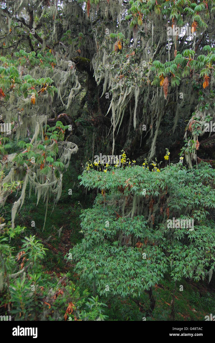 Tanzania vegetation Banque de photographies et d’images à haute ...