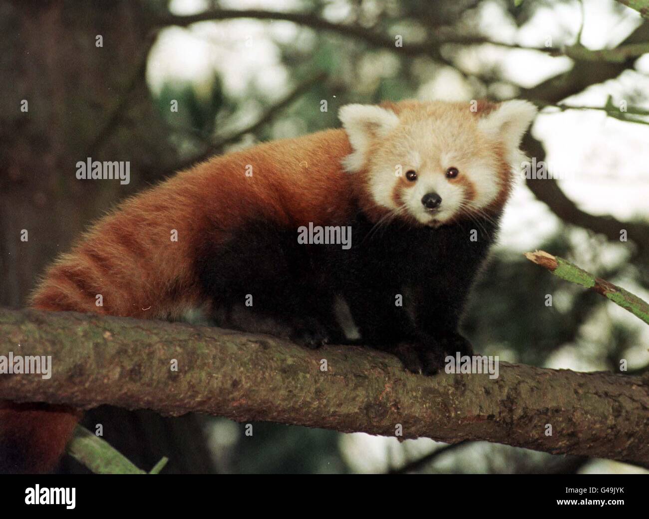 Petits pandas rouges Banque de photographies et d’images à haute ...