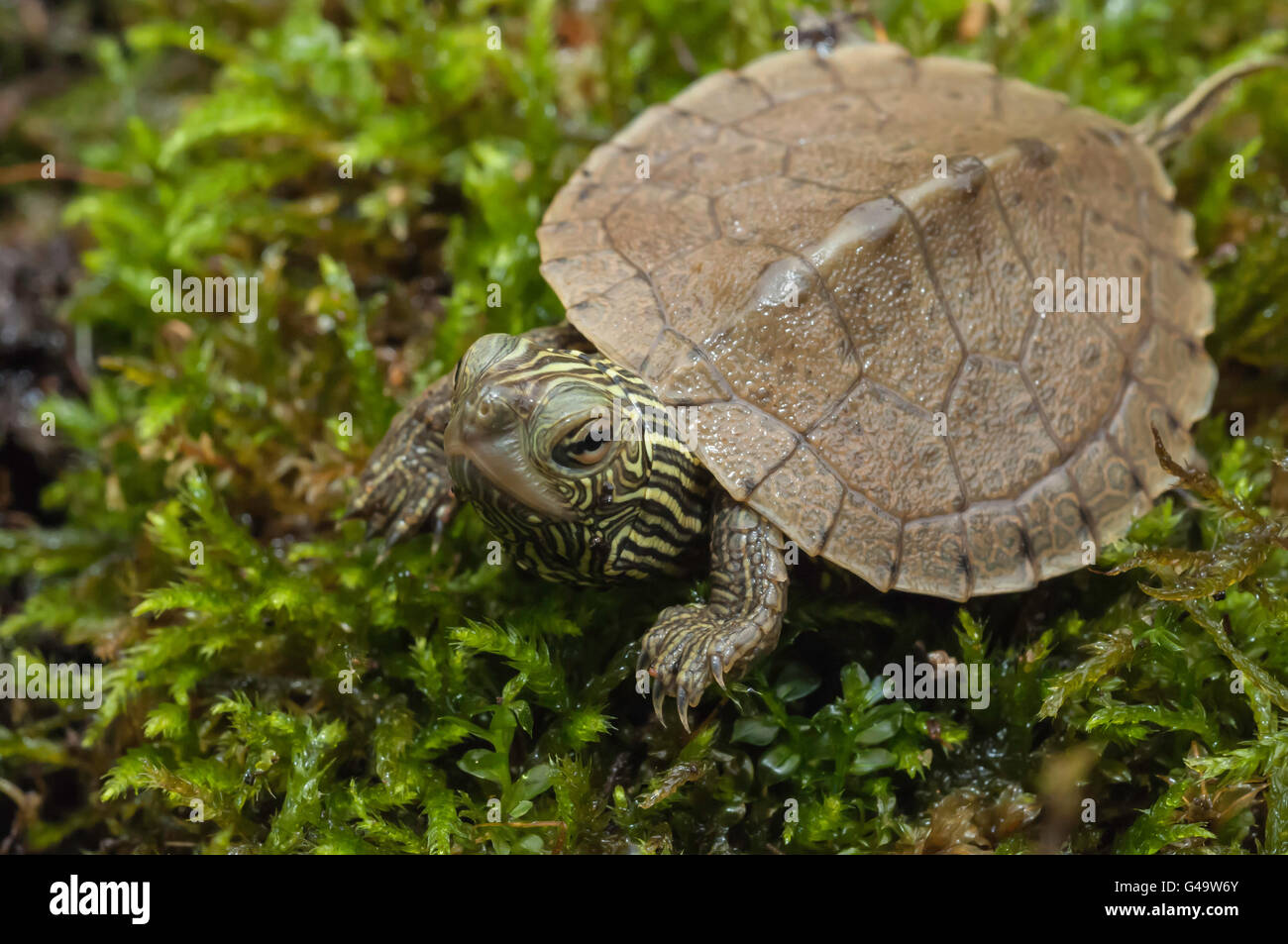 Carte du lac des tortues Banque de photographies et d’images à haute ...