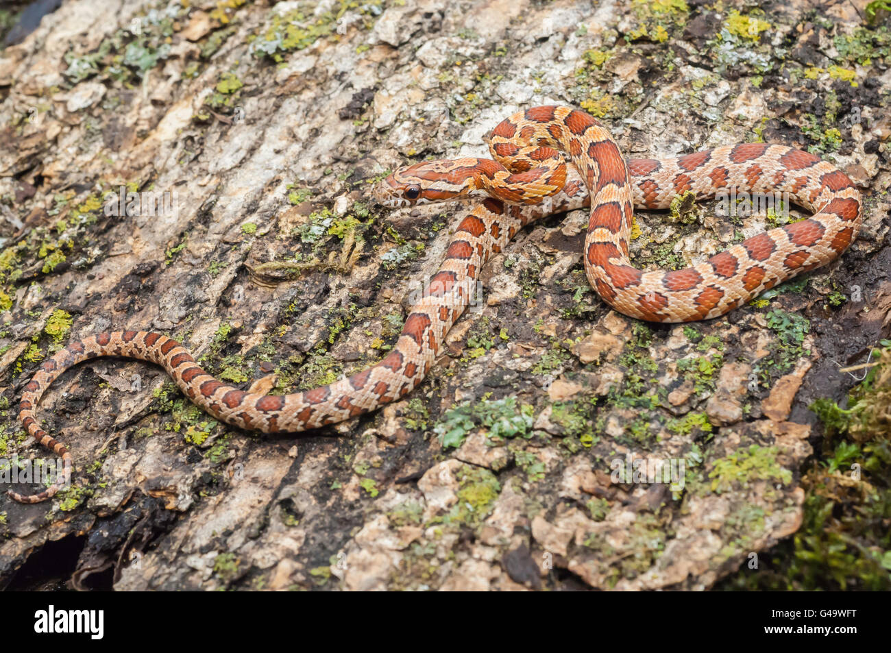 Corn snake, red rat snake, Pantherophis guttatus, originaire de sud-est ...