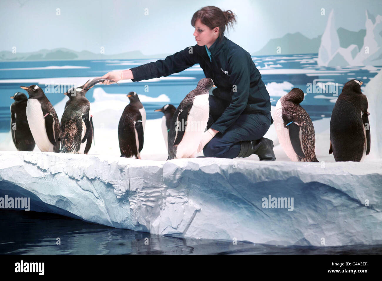 Rachel Wicks, aquariste, nourrit un groupe de Penguins Gentoo le ...