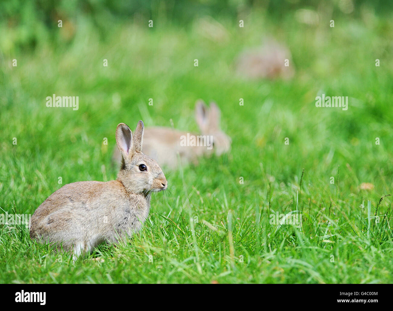 Myxomatose du lapin sauvage Banque de photographies et d’images à haute résolution - Alamy