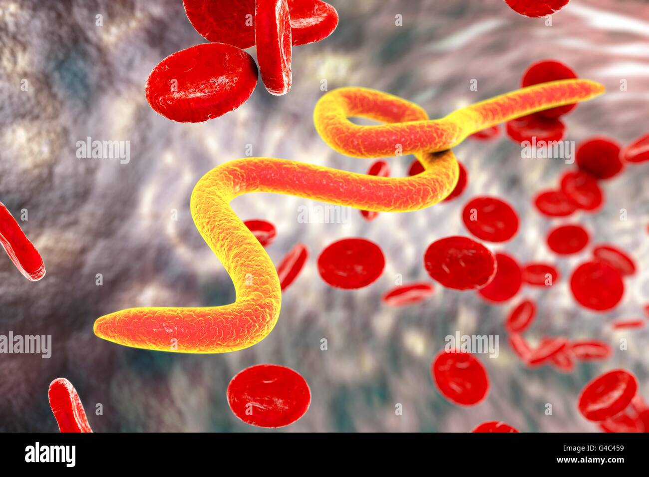 Les vers de microfilaires dans le sang. Illustration de l'ordinateur ...