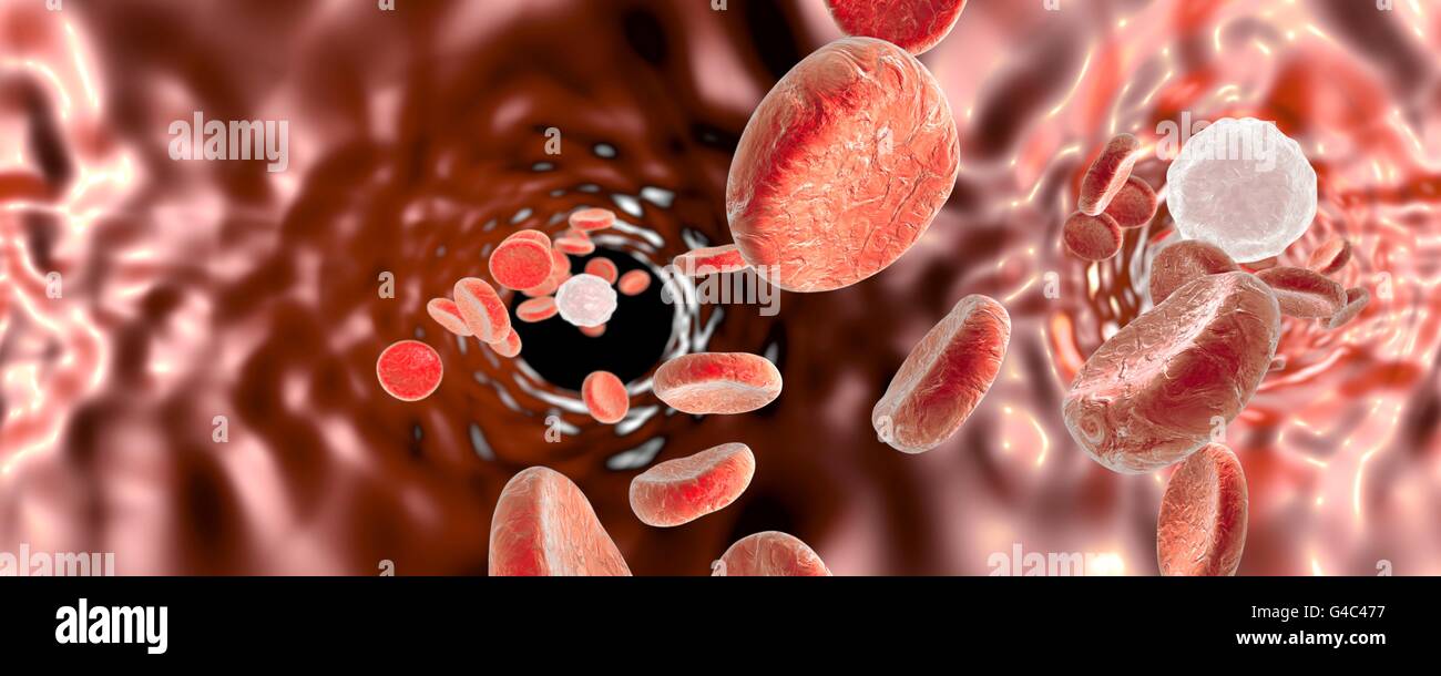 Les globules rouges et blancs, l'illustration de l'ordinateur. Panorama ...