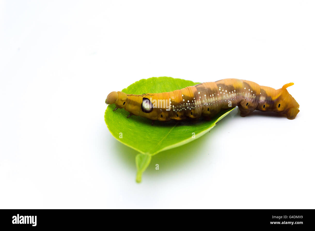 Chenilles vertes ou ver vert isolé sur fond blanc Photo Stock - Alamy