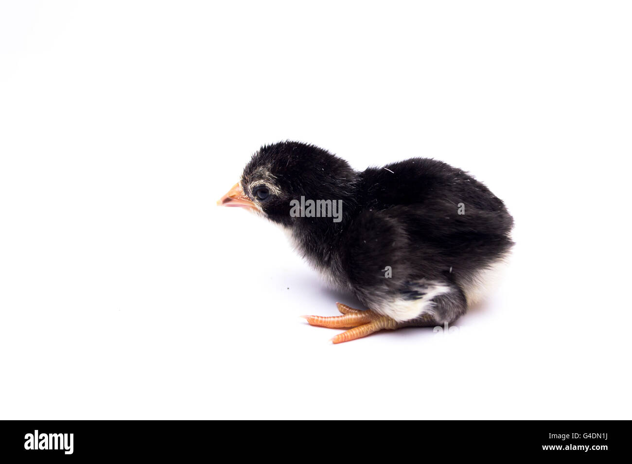 Petit poussin noir Banque de photographies et d’images à haute ...
