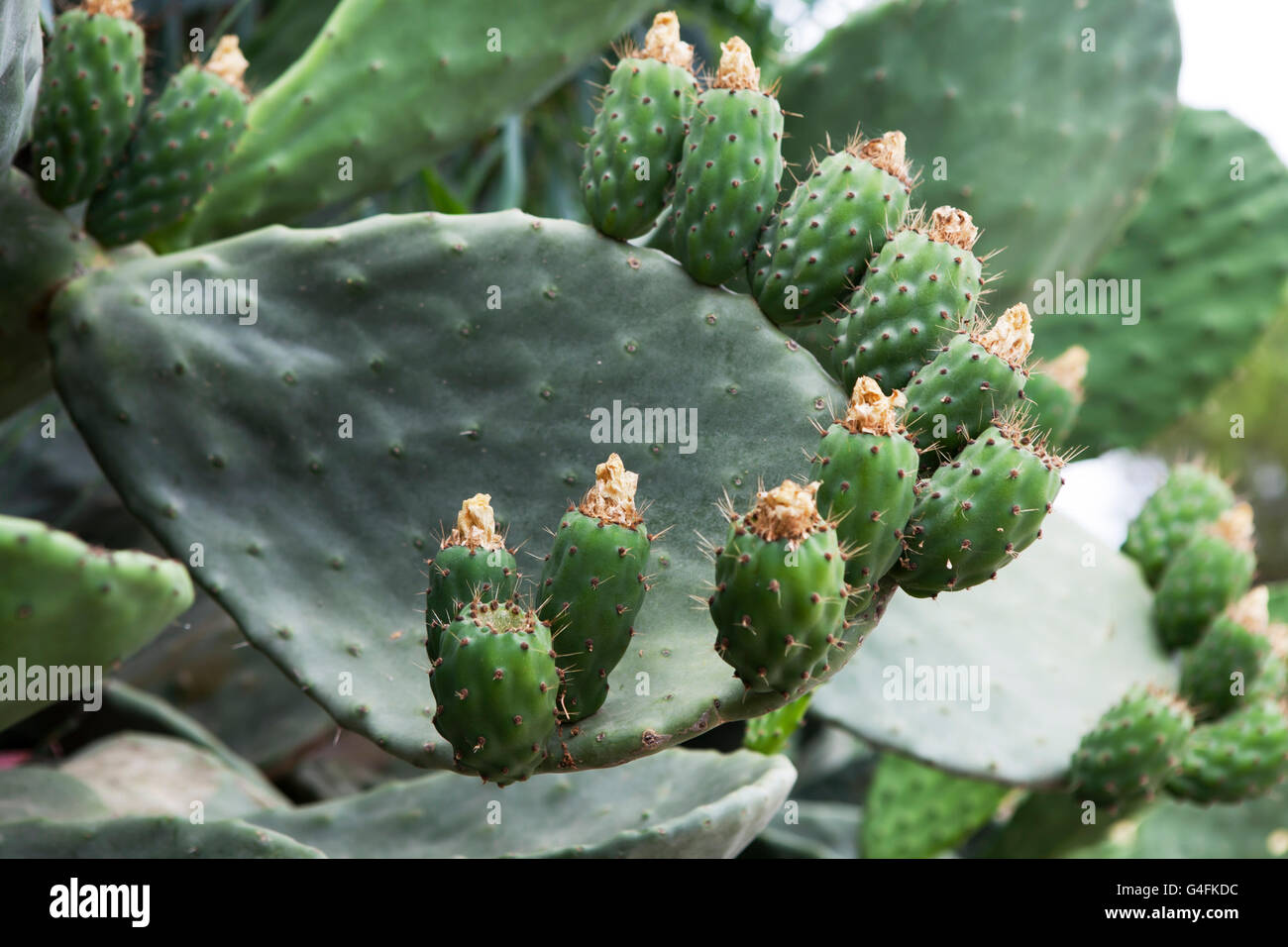 Sabra plant Banque de photographies et d’images à haute résolution - Alamy