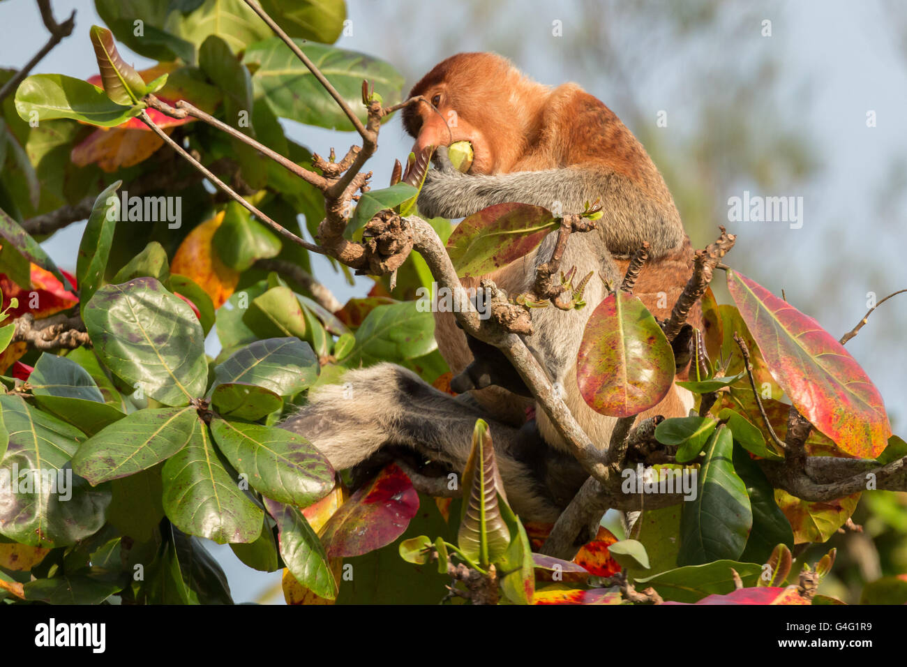 Singe à long nez Banque de photographies et d’images à haute résolution ...