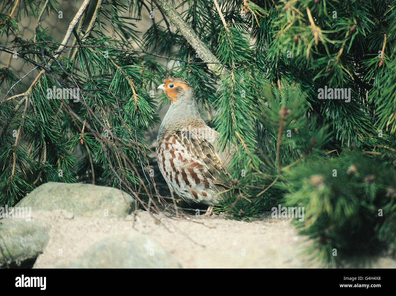 Une perdrix grise, qui pourrait s'extinction d'ici l'an 2011, selon une ...