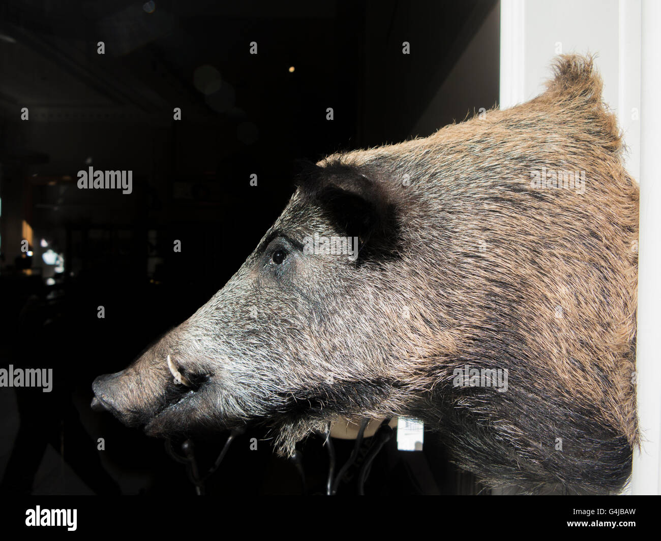 Sangliers morts Banque de photographies et d’images à haute résolution ...