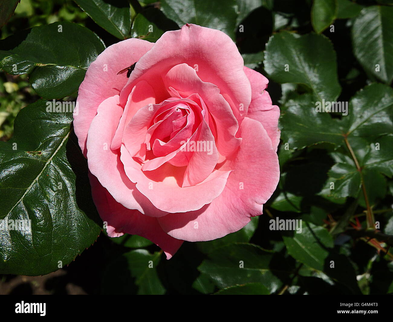 Eglantine Flower Banque d'image et photos - Alamy